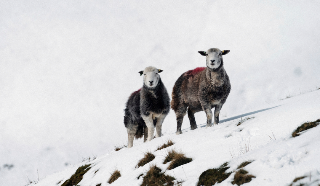 Can Sheep Freeze to Death? - Farmhouse Guide