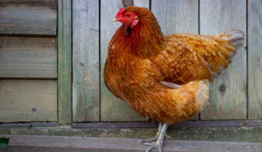 Ameraucana Chicken Colors - Farmhouse Guide