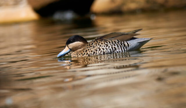 23 Rare Duck Breeds - Farmhouse Guide