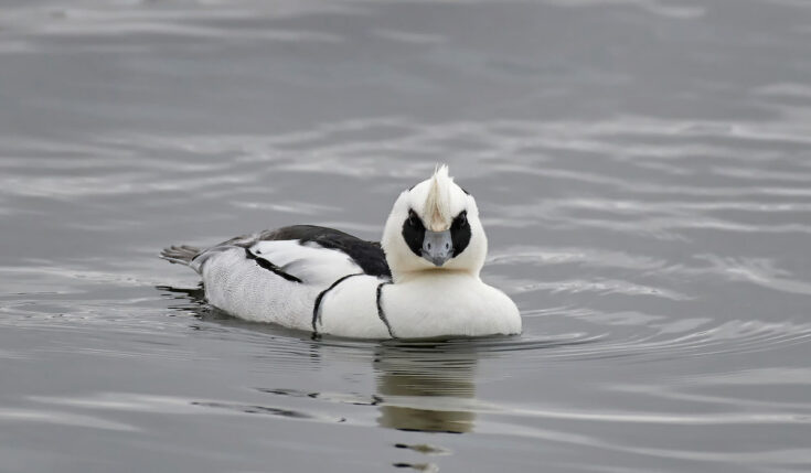 8 Most Beautiful Ducks - Farmhouse Guide