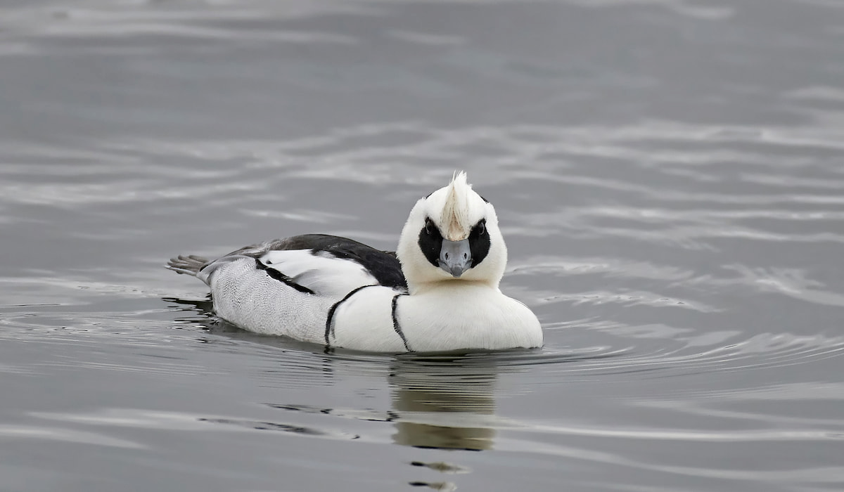 8 Most Beautiful Ducks - Farmhouse Guide