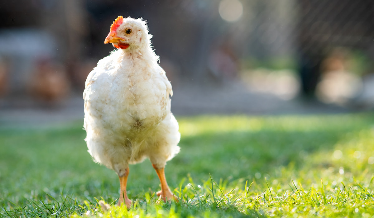 9 Must-Have Items for Raising Chickens - Farmhouse Guide