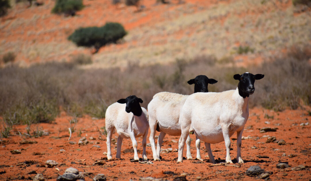 9 Sheep Breeds That Don't Need Shearing - Farmhouse Guide