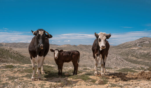 Cow, Steer, or Heifer? What's the Big Difference? - Farmhouse Guide