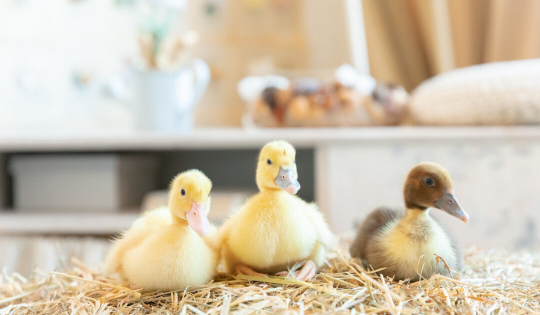 Ducks as Indoor Pets - Tips and Tricks - Farmhouse Guide