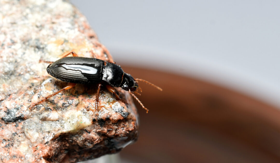 3 Types of Flour Beetles and How to Get Rid of Them - Farmhouse Guide