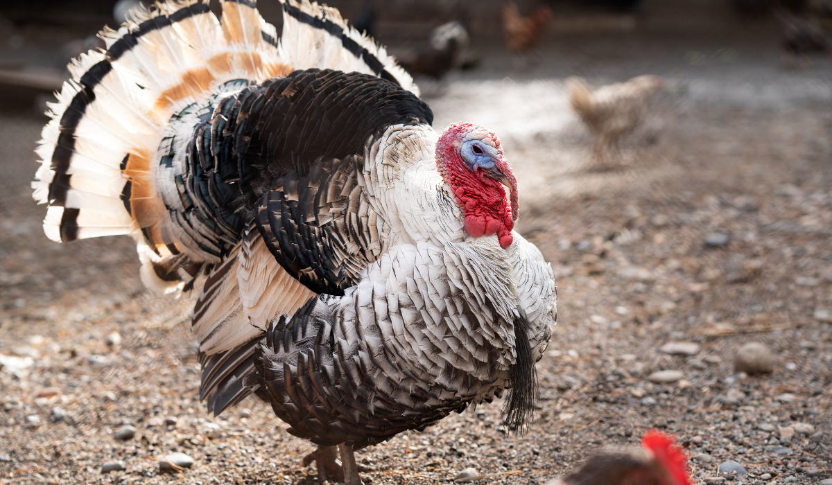 Do Turkeys Eat Mice and Rats? - Farmhouse Guide