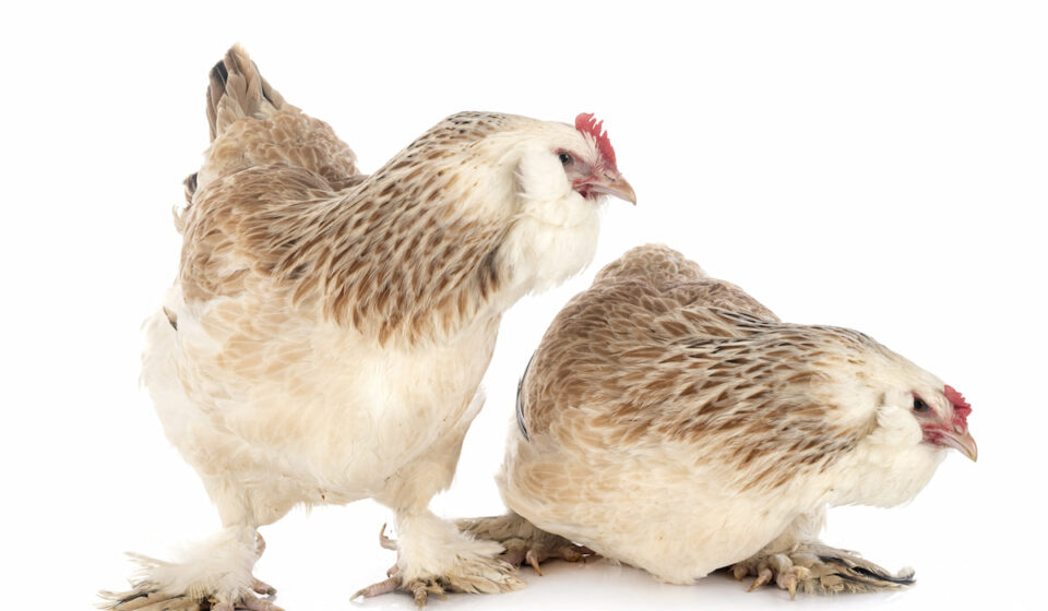 Chickens With Feathered Feet - Farmhouse Guide