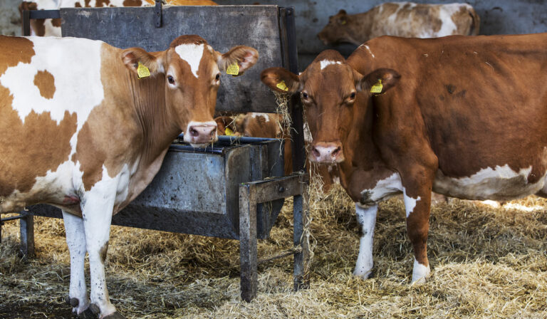 Are Your Cows Getting Enough to Eat? Here's How You Know - Farmhouse Guide