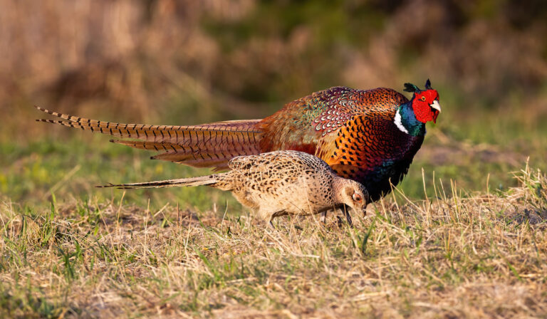 Ultimate Guide to Raising Pheasants - Farmhouse Guide