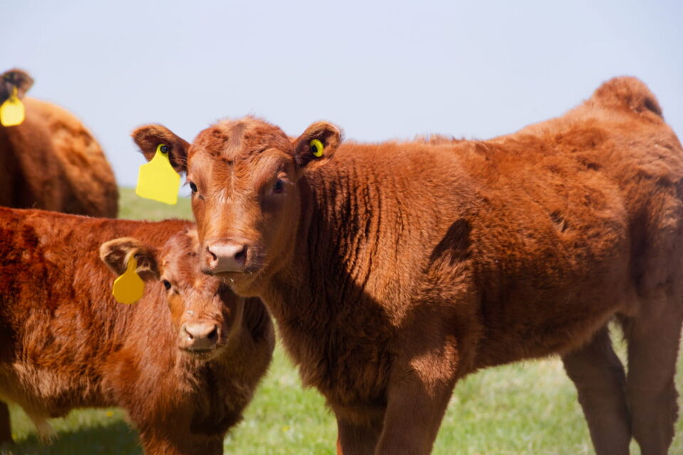 11 American Cattle Breeds - Farmhouse Guide