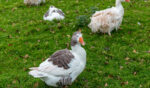 White Geese Breeds - Farmhouse Guide