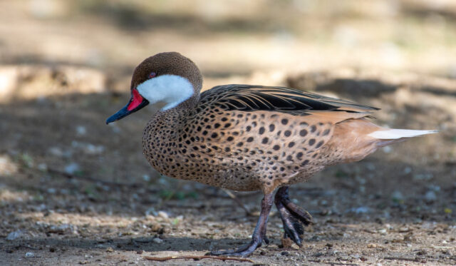 23 Rare Duck Breeds - Farmhouse Guide