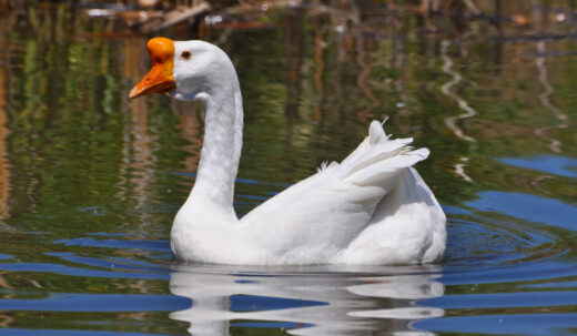 White Geese Breeds - Farmhouse Guide