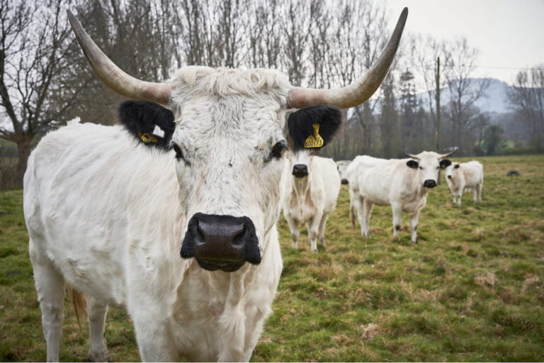 11 White Cow Breeds - Farmhouse Guide