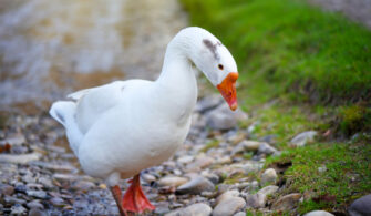 9 Signs Your Goose May Be Sick (and How to Help) - Farmhouse Guide