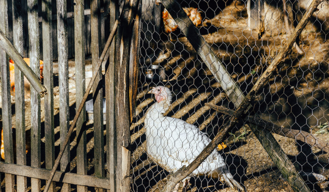 Ultimate Guide to Raising Turkeys - Farmhouse Guide