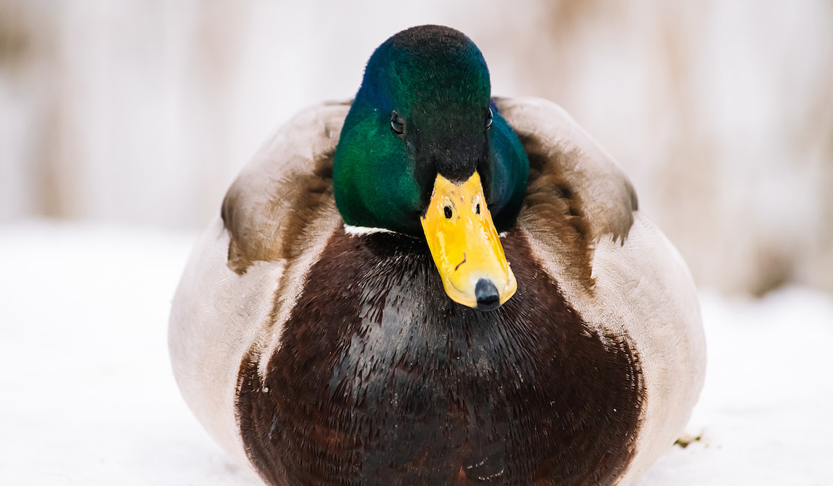 Why Is My Duck Shivering? - Farmhouse Guide