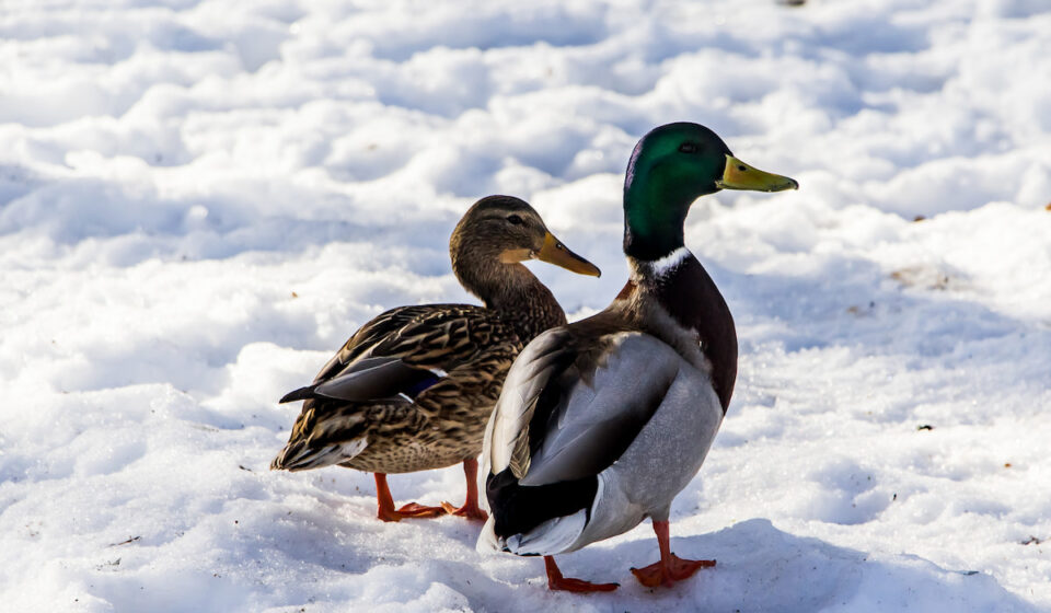Why Is My Duck Shivering? - Farmhouse Guide