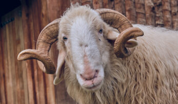 9 Sheep Breeds That Don't Need Shearing - Farmhouse Guide