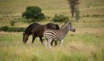 Can a Horse and Zebra Mate? - Farmhouse Guide