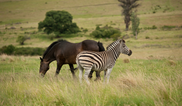Can a Horse and Zebra Mate? - Farmhouse Guide