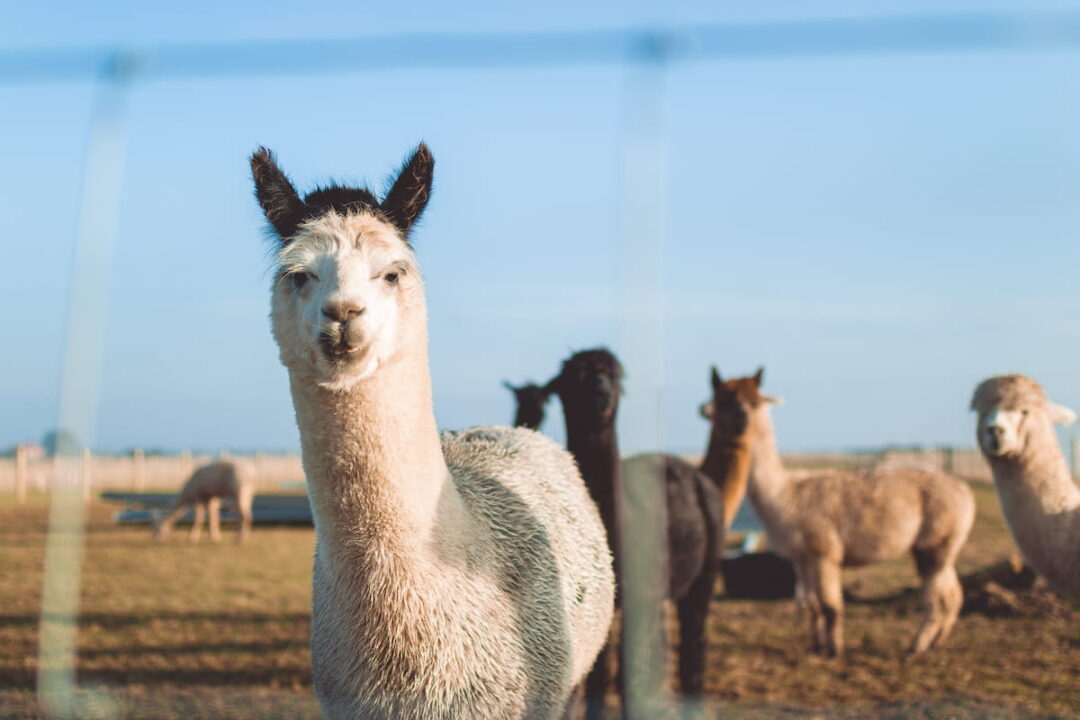 Ultimate Guide To Raising Llamas - Farmhouse Guide
