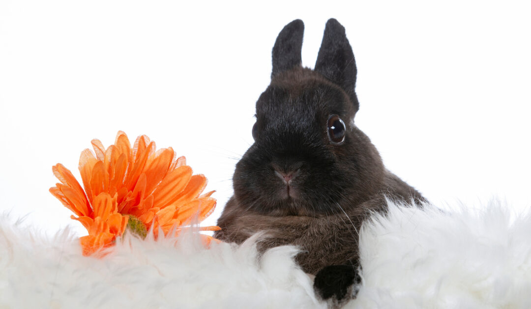 Complete List of Black Rabbit Breeds - Farmhouse Guide