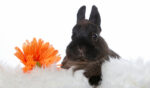 Complete List of Black Rabbit Breeds - Farmhouse Guide