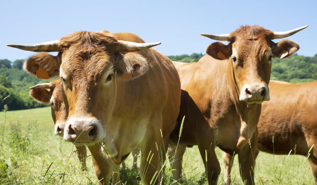 13 Best Beef Cattle Breeds - Farmhouse Guide