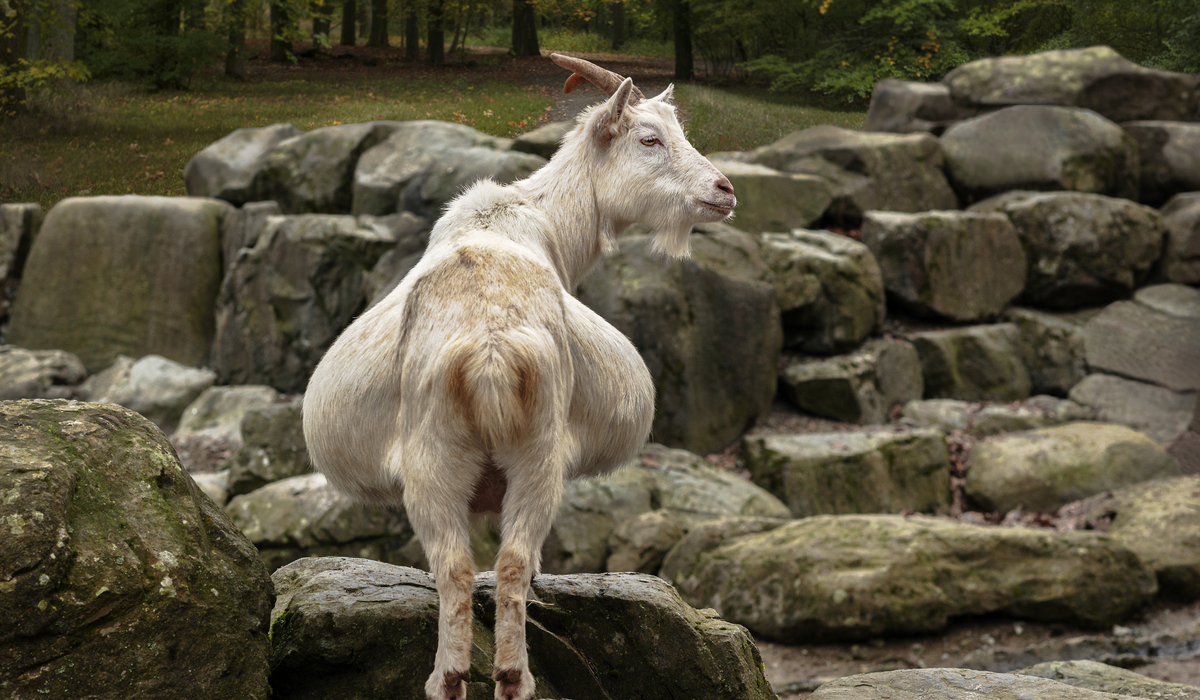 8 Signs Your Goat Is Pregnant - Farmhouse Guide