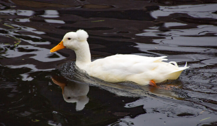 8 Gorgeous White Duck Breeds - Farmhouse Guide