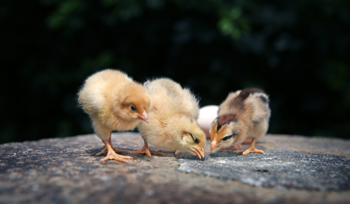 Ultimate Guide to Raising Baby Chicks - Farmhouse Guide
