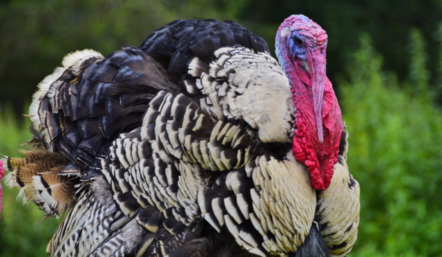 What Temperature Is Too Cold for Turkeys? - Farmhouse Guide