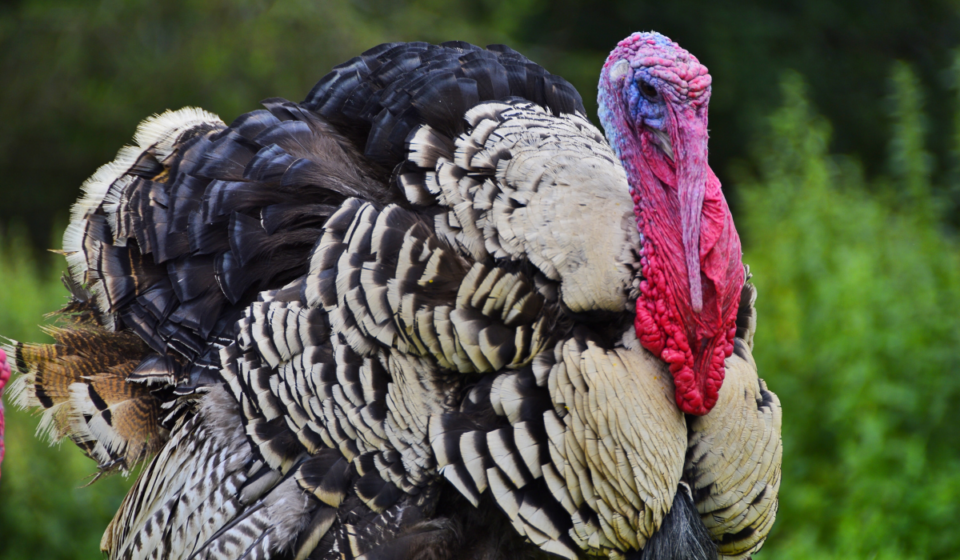 What Temperature Is Too Cold for Turkeys? - Farmhouse Guide