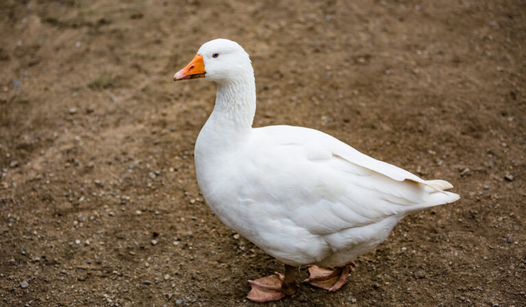 White Geese Breeds - Farmhouse Guide