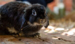 Complete List of Black Rabbit Breeds - Farmhouse Guide