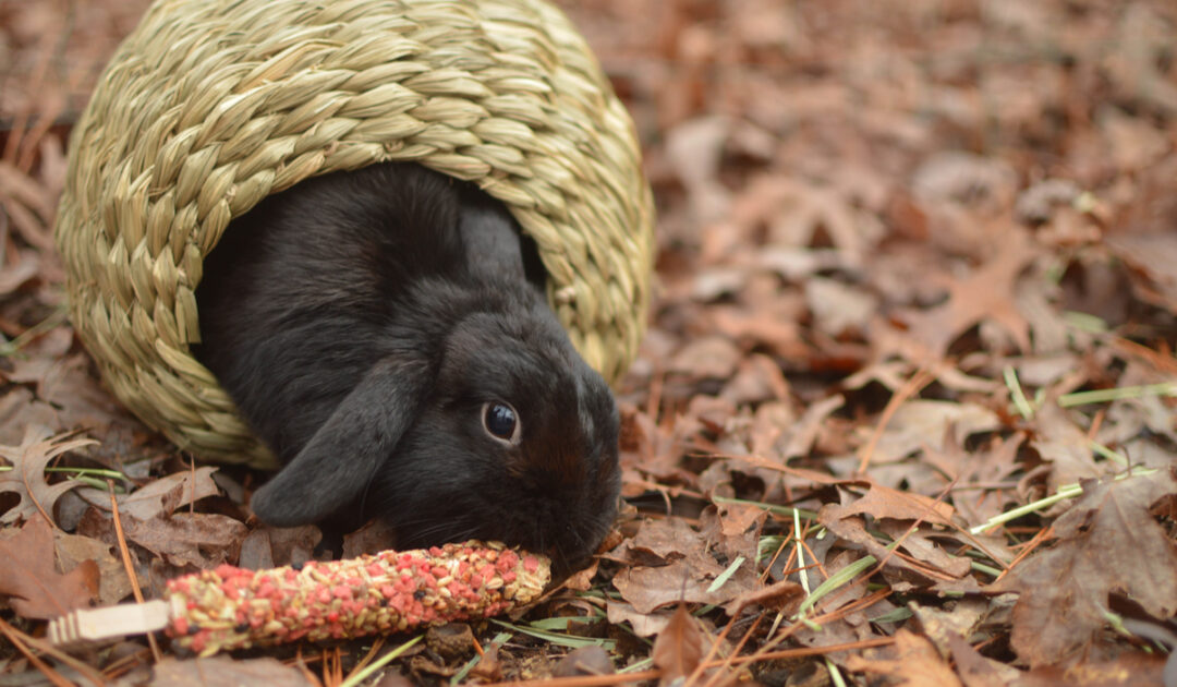 Complete List of Black Rabbit Breeds - Farmhouse Guide