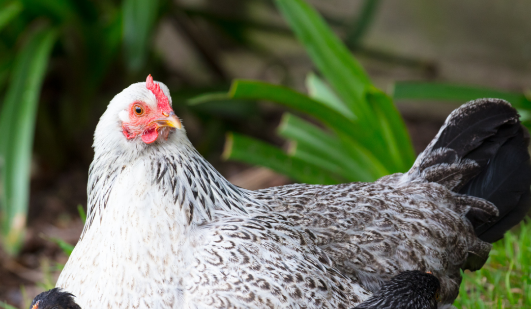 Grey chicken breeds - Farmhouse Guide