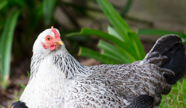 Grey chicken breeds - Farmhouse Guide