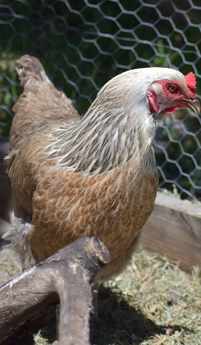 Ameraucana Chicken Colors - Farmhouse Guide