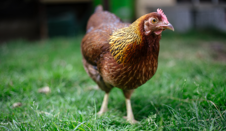9 Best Chicken Breeds For Hot Climates - Farmhouse Guide