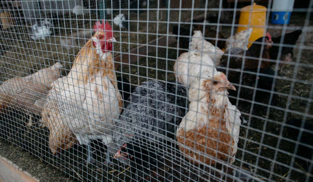 5 Ideas for Building a Chicken Fence (Ideas for Materials to Use ...
