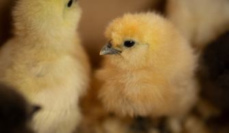 11 Reasons Your Baby Chick May Be Sick (with Symptoms) - Farmhouse Guide