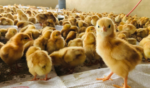 11 Reasons Your Baby Chick May Be Sick (with Symptoms) - Farmhouse Guide