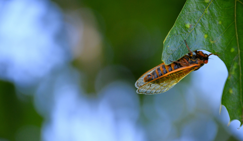 What Do Cicadas Eat? - Farmhouse Guide
