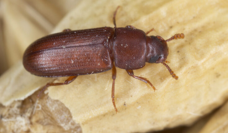 3 Types of Flour Beetles and How to Get Rid of Them - Farmhouse Guide