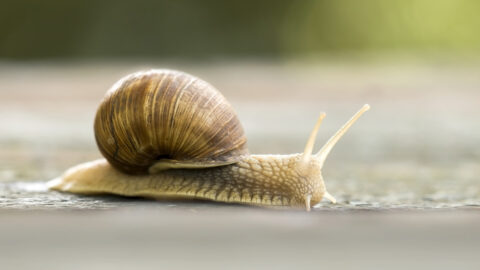 7 Animals That Can Drink Cow's Milk - Farmhouse Guide