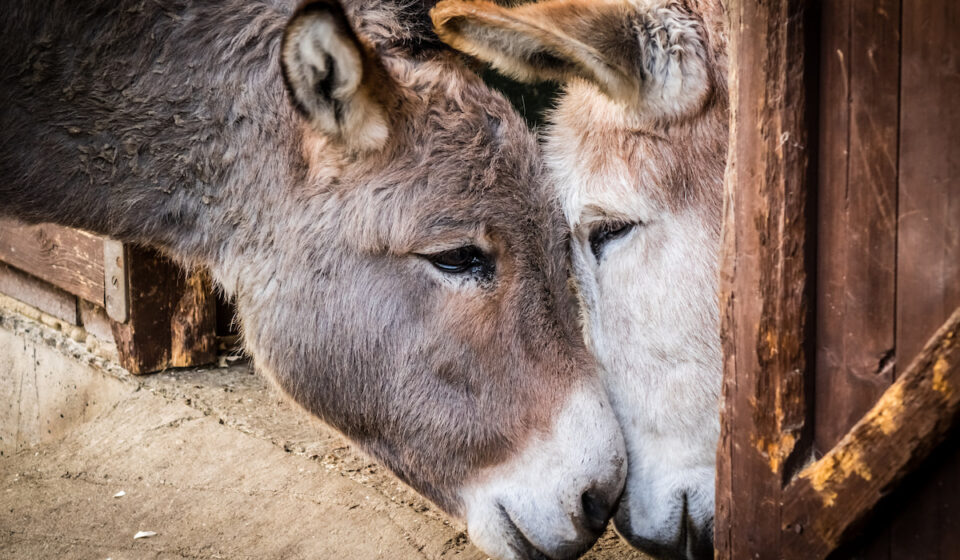Ultimate Guide To Raising Donkeys - Farmhouse Guide