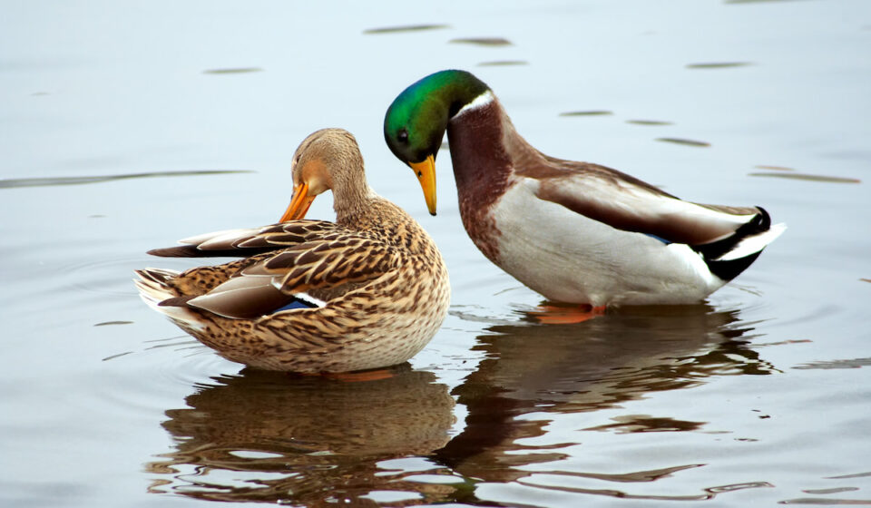 Adorable Ways Ducks Show Affection - Farmhouse Guide